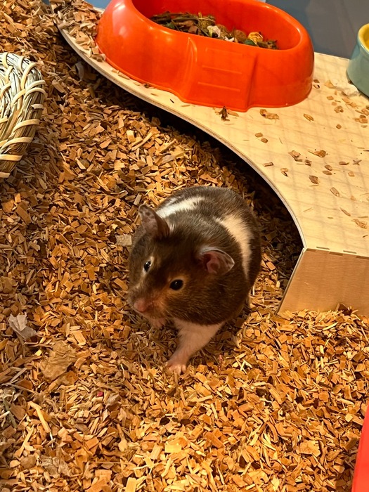 Kull 1-A :: Hatinas hamsteroppdrett